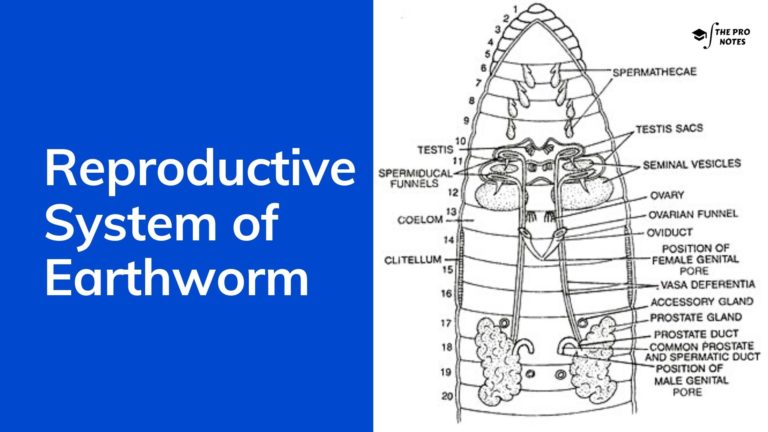 Reproductive System of Earthworm | The Pro Notes